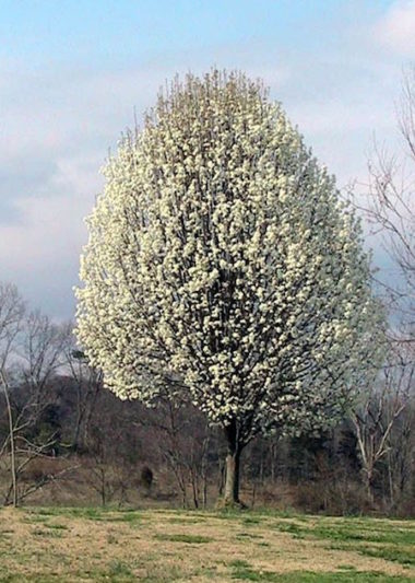 Callery Pear - Spotts Garden Service