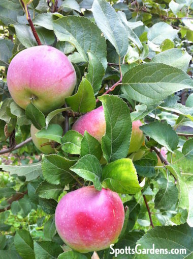 Creating a Home Orchard (Even in a Small Garden) - Spotts Garden Service
