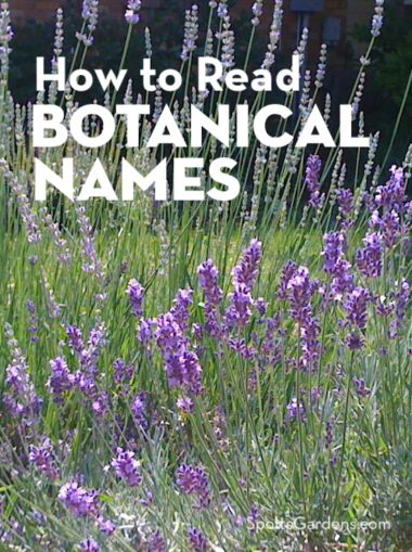 How to Read Botanical Names - Spotts Garden Service