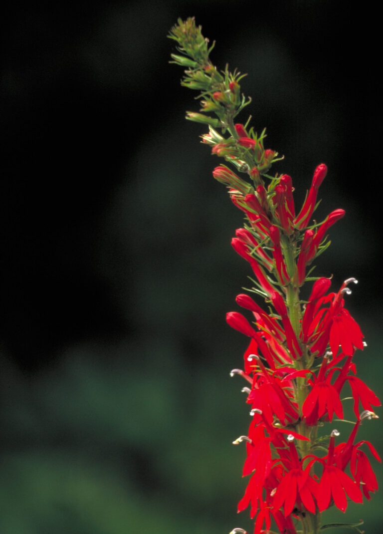 Native Plants for Wet Soil in Midwestern Gardens - Spotts Garden Service