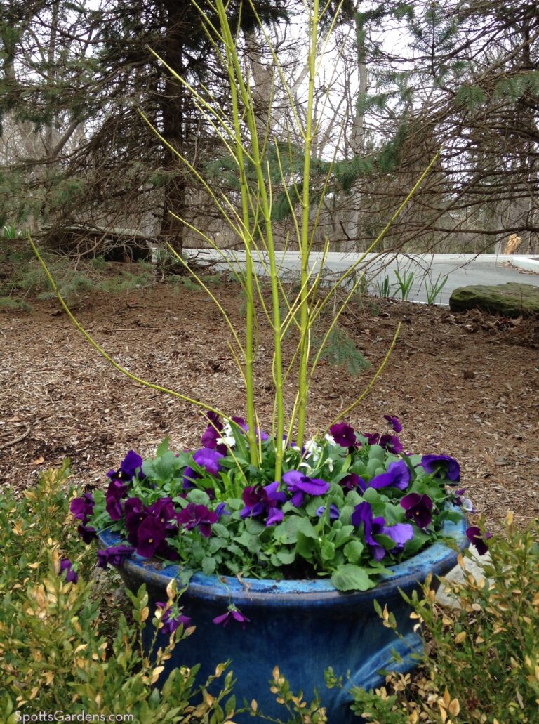 Spring Containers That Handle the Cold - Spotts Garden Service