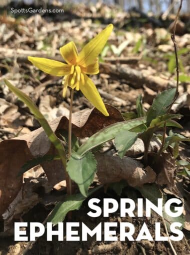 Spring Ephemerals - Spotts Garden Service